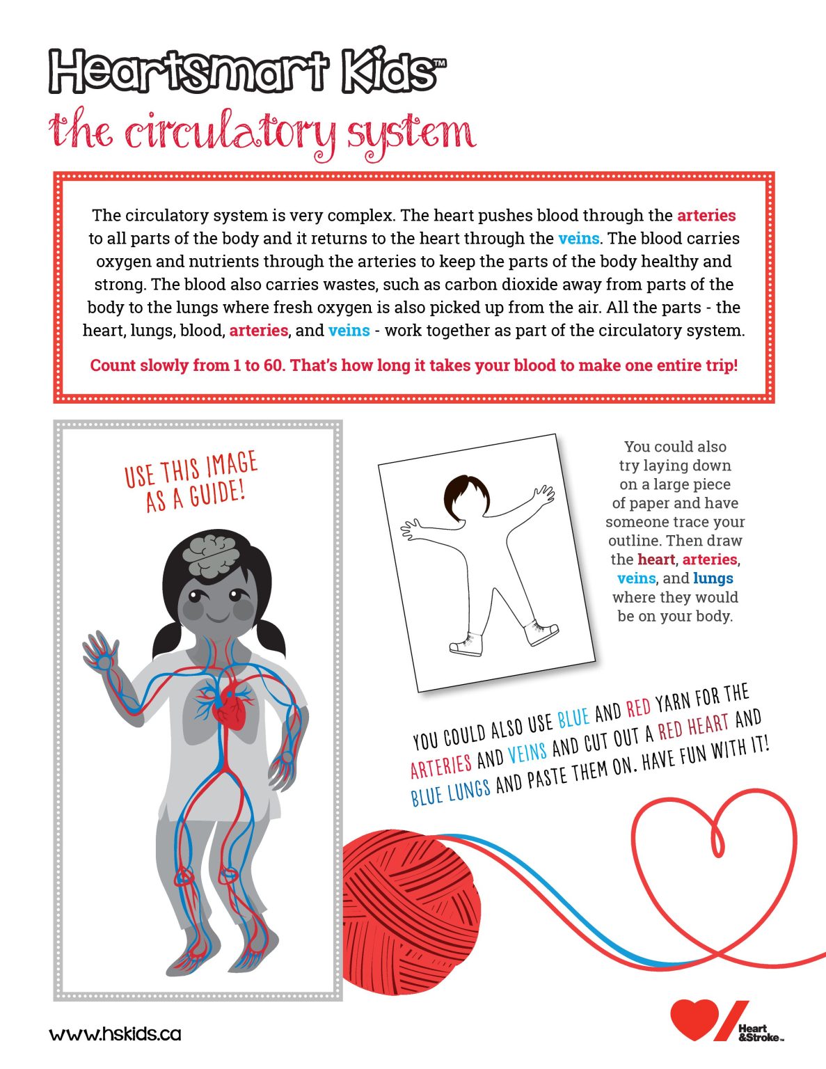 The Circulatory System - HeartSmart Kids™