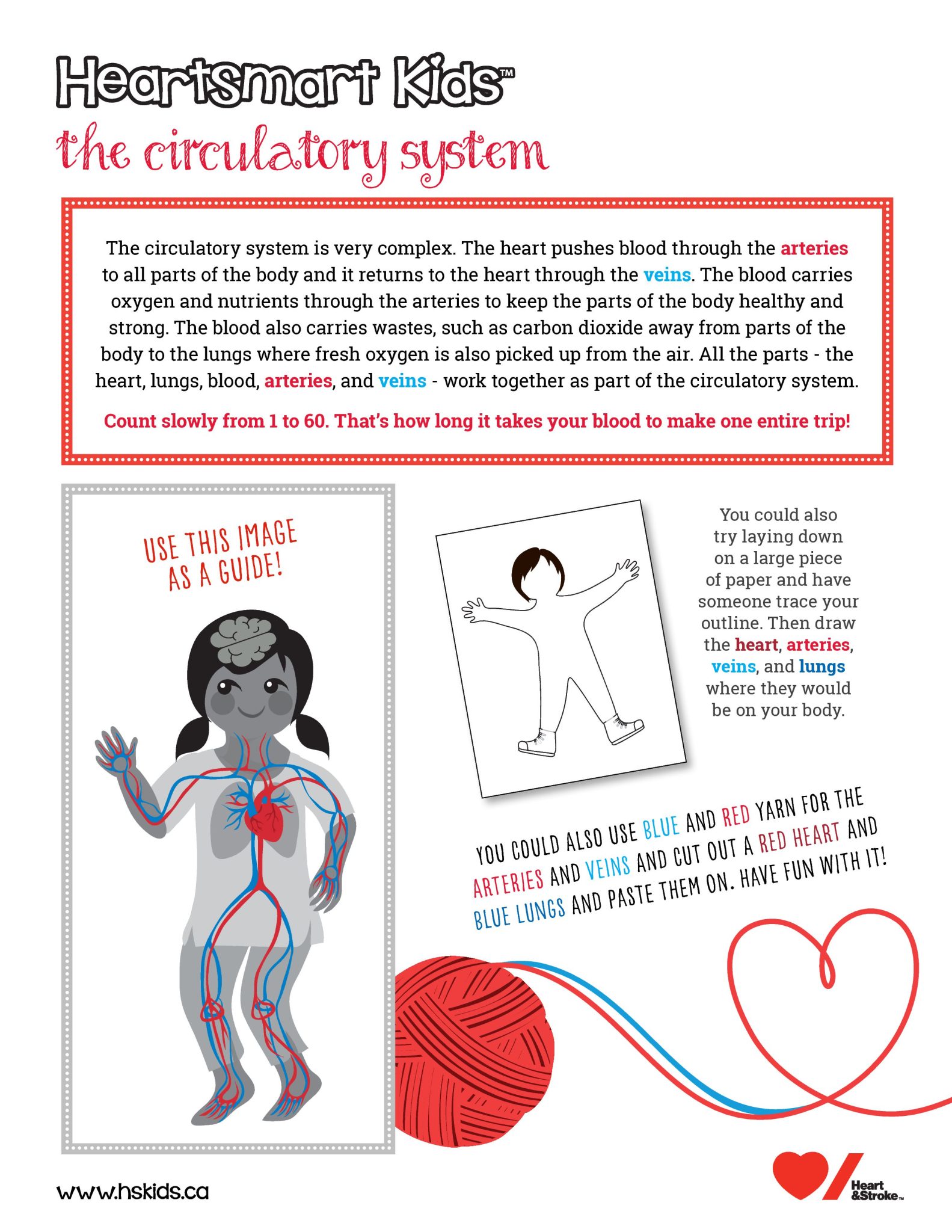 The Circulatory System - HeartSmart Kids™