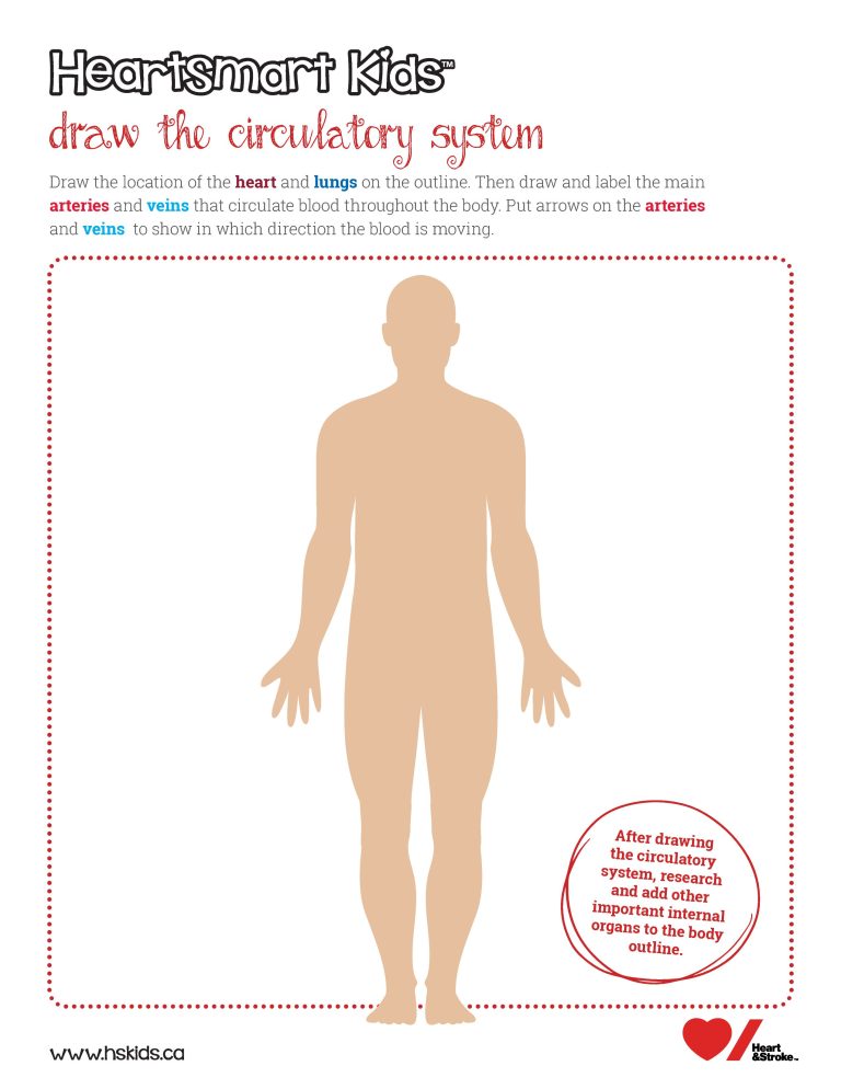 Draw the Circulatory System - HeartSmart Kids™