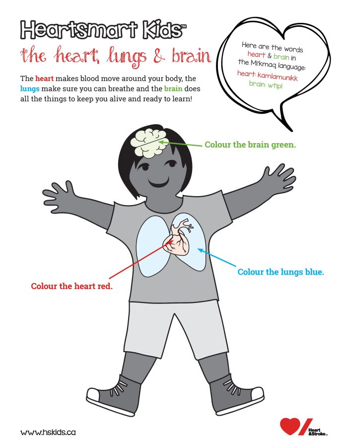 the heart, lungs & brain - HeartSmart Kids™