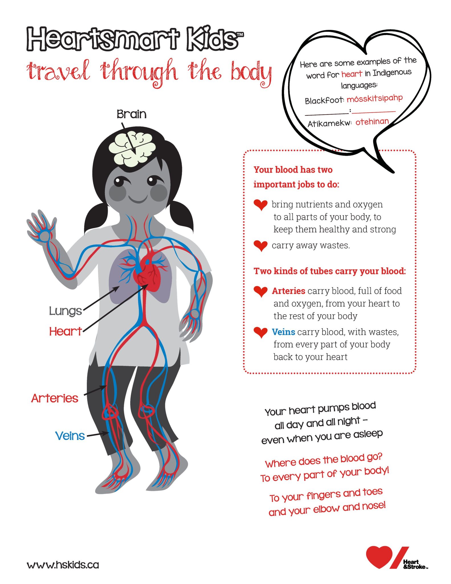 travel through the body - HeartSmart Kids™